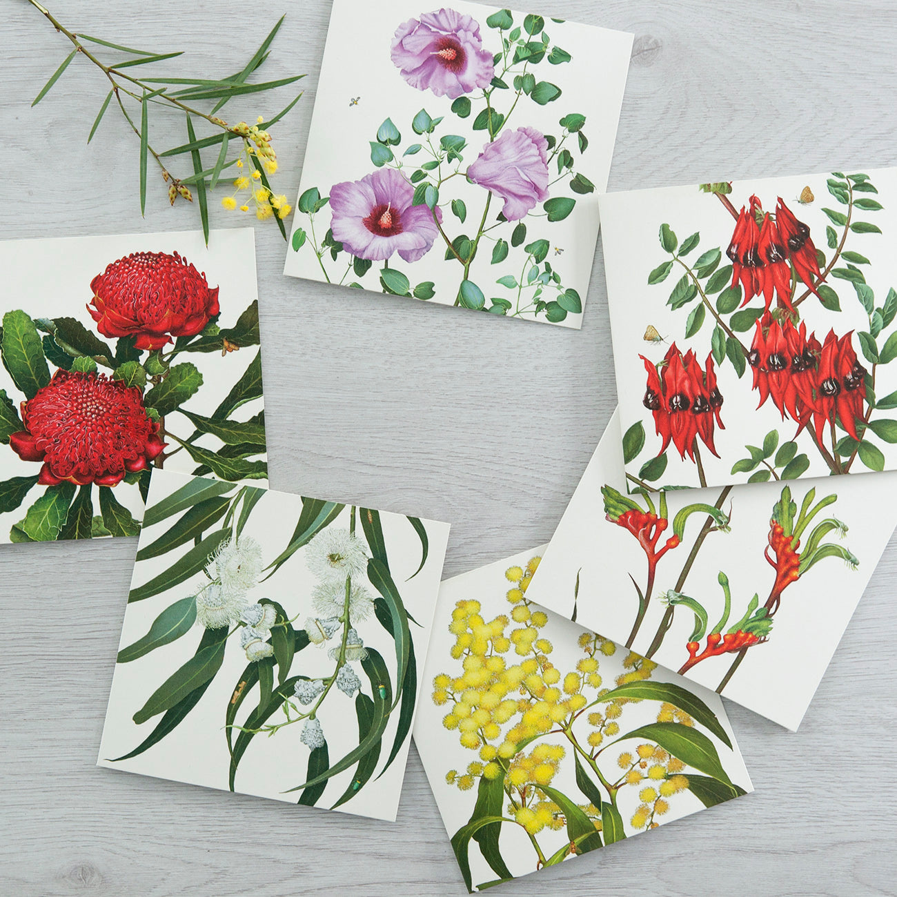 Floral Emblems Art Card - Sturt Pea (SA) | All Products Available in ...