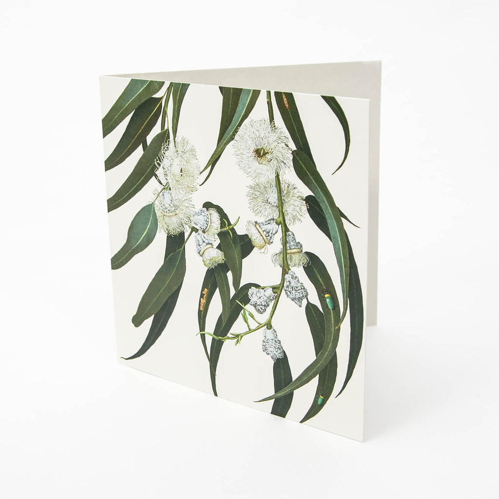 Floral Emblem of Tasmania Blue Gum Card Stationery