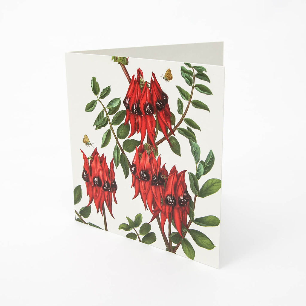 Floral Emblems Art Card - Sturt Pea (SA) | All Products Available in ...